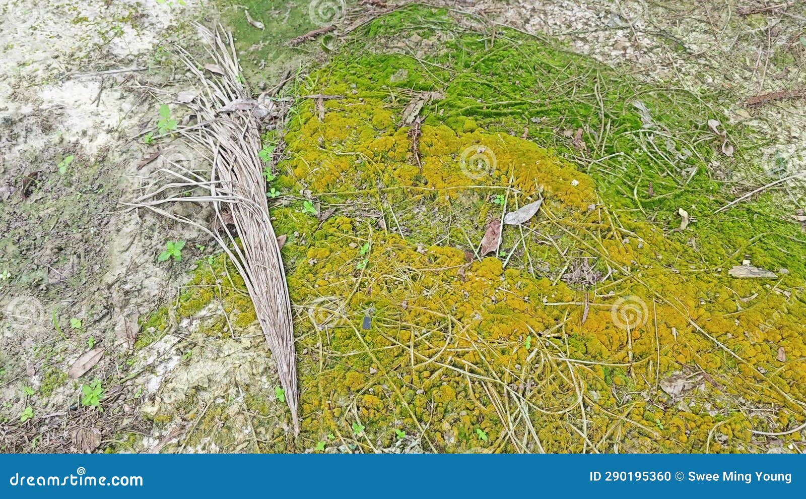 Green Mossy and Algae Growing on the Soil Surface. Stock Footage ...