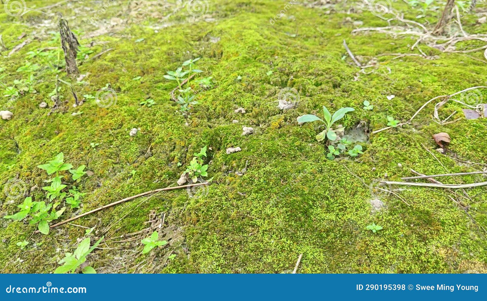 Green Mossy and Algae Growing on the Soil Surface. Stock Footage ...