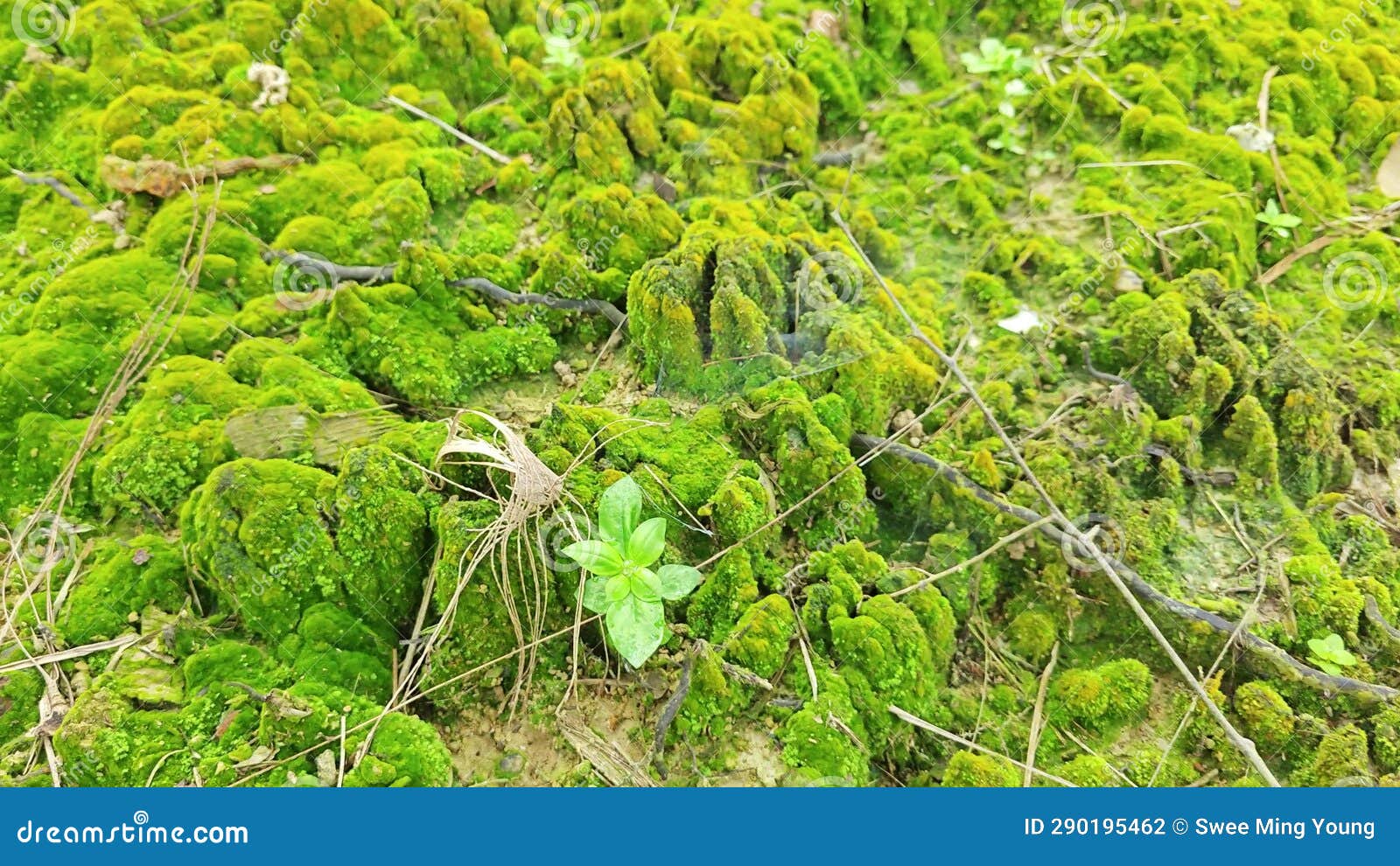 Green Mossy and Algae Growing on the Soil Surface. Stock Footage ...