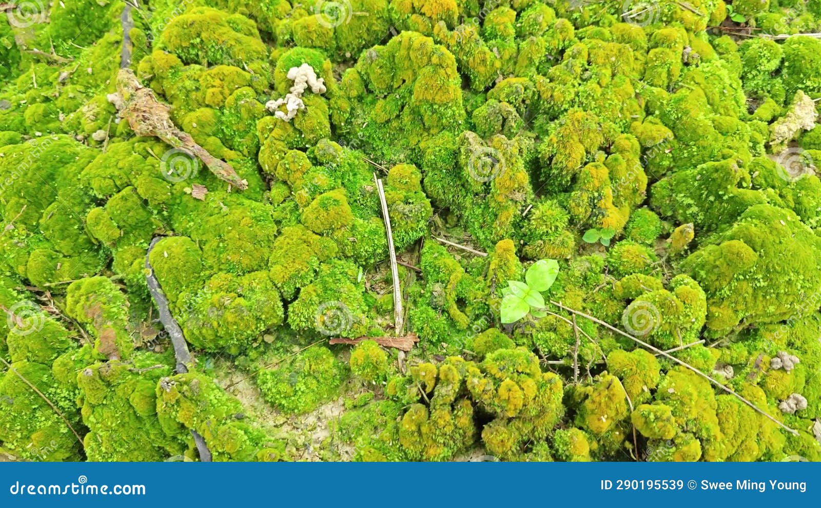 Green Mossy and Algae Growing on the Soil Surface. Stock Video - Video ...