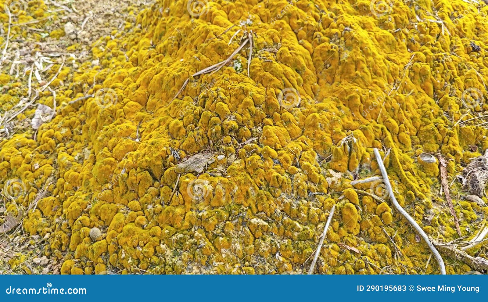 Green Mossy and Algae Growing on the Soil Surface. Stock Video - Video ...