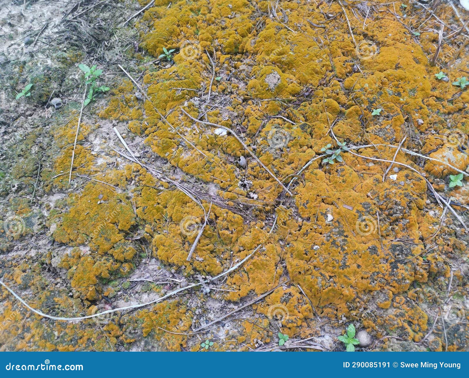 Green Mossy and Algae Growing on the Soil Surface. Stock Image - Image ...