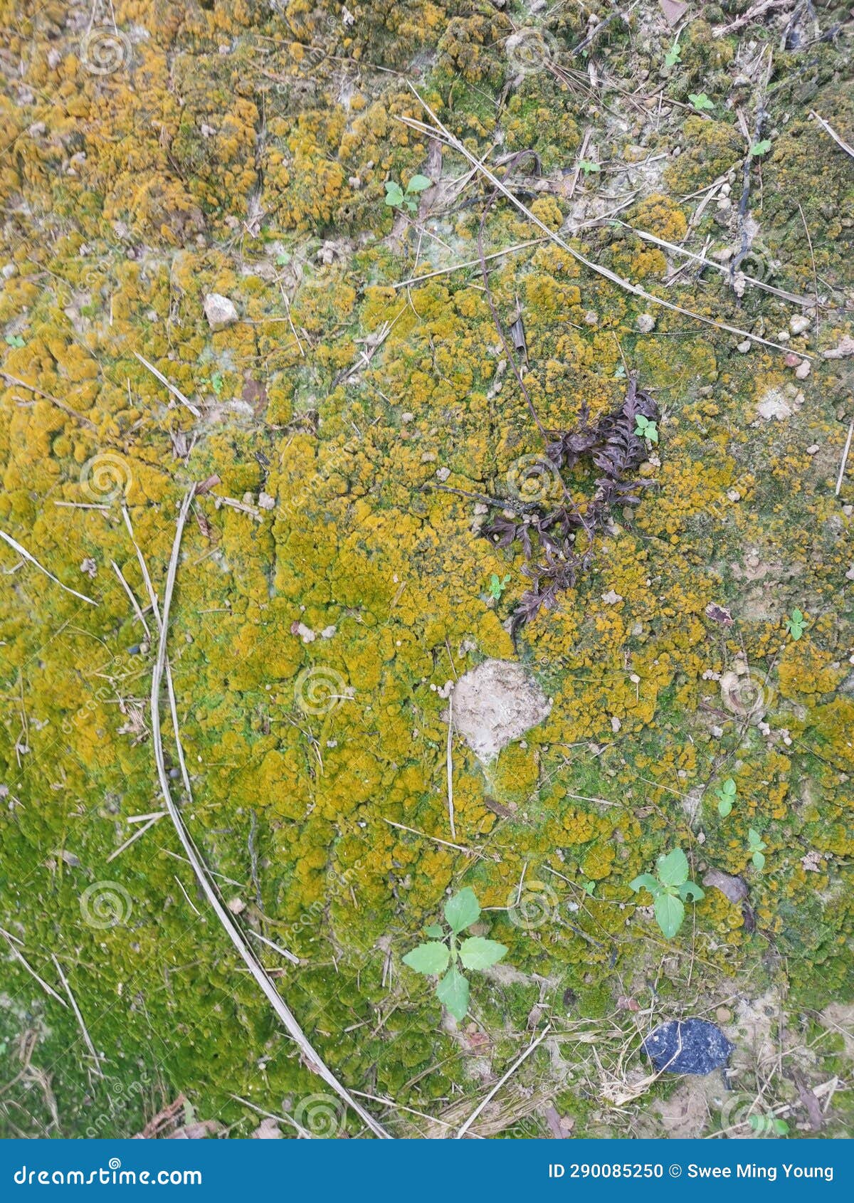 Green Mossy and Algae Growing on the Soil Surface. Stock Photo - Image ...