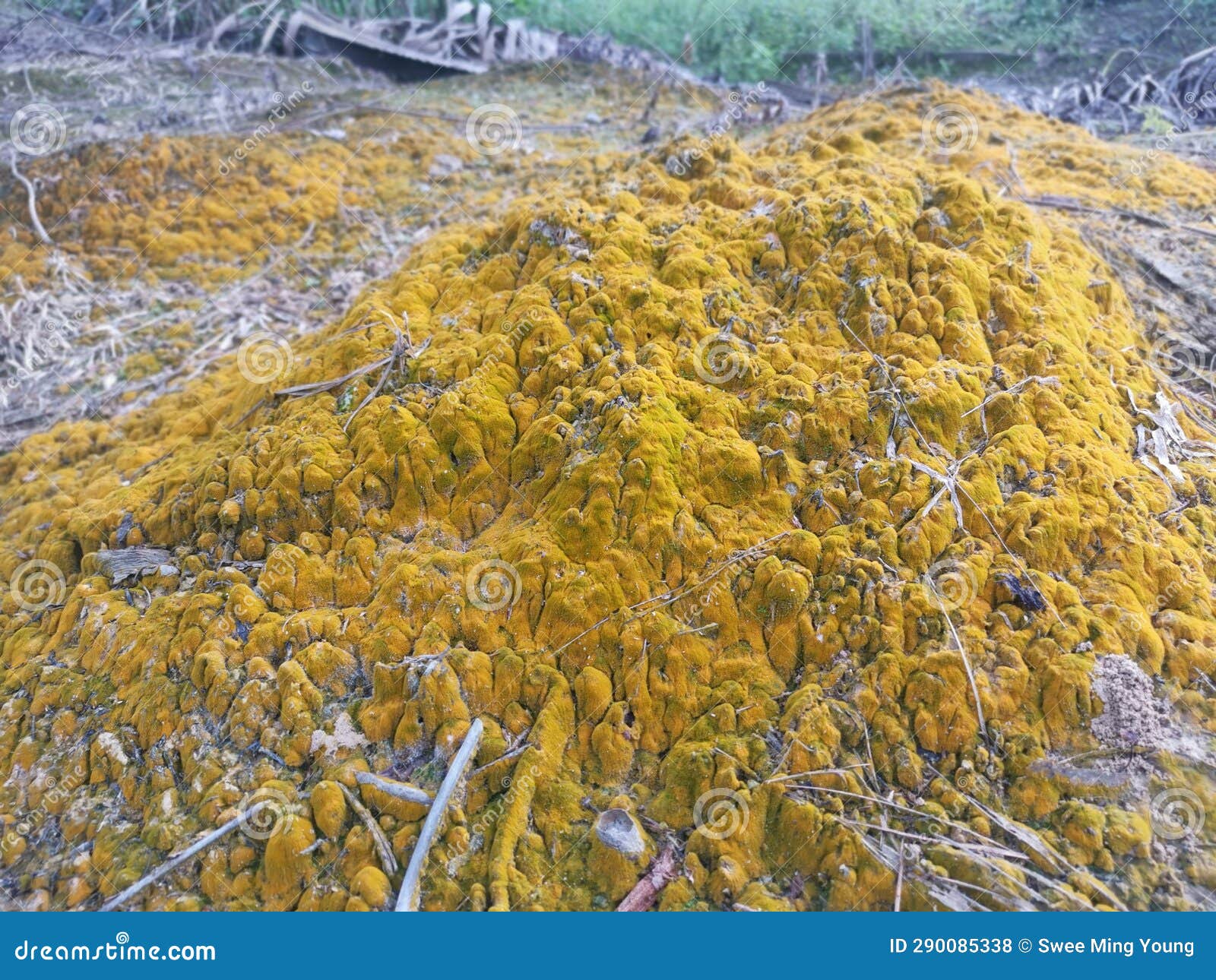 Green Mossy and Algae Growing on the Soil Surface. Stock Photo - Image ...