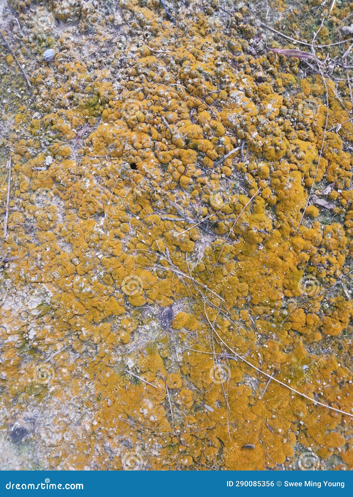 Green Mossy and Algae Growing on the Soil Surface. Stock Photo - Image ...