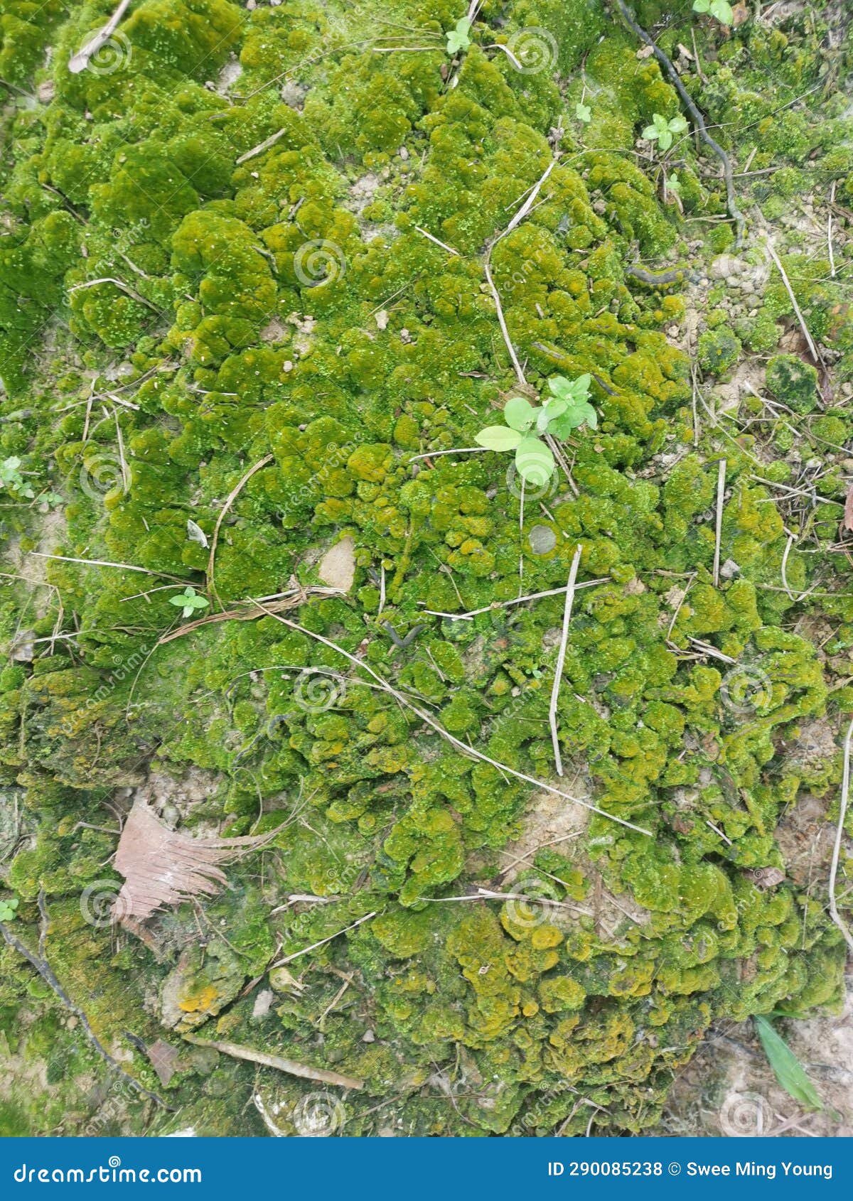 Green Mossy and Algae Growing on the Soil Surface. Stock Photo - Image ...