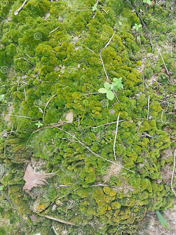 Green Mossy and Algae Growing on the Soil Surface. Stock Photo - Image ...