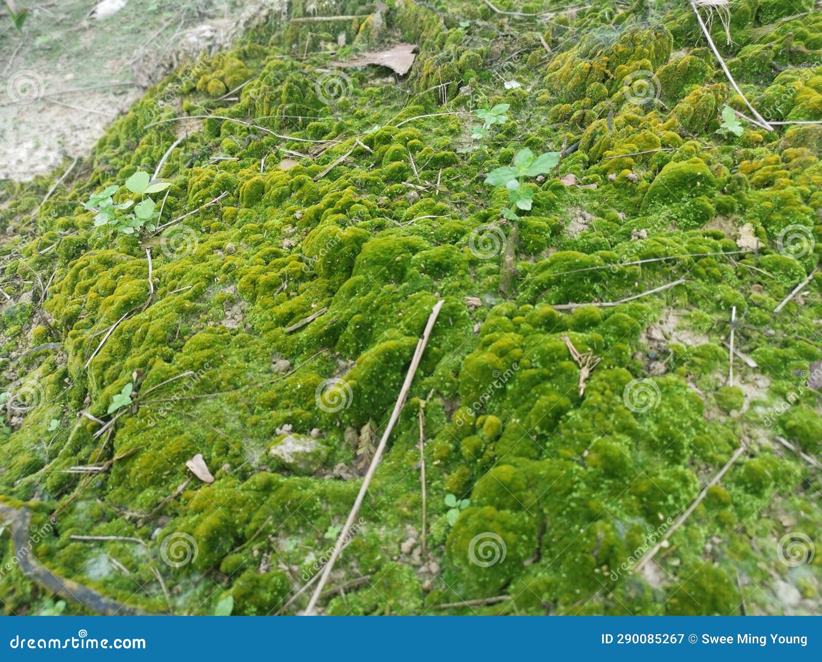 Green Mossy and Algae Growing on the Soil Surface. Stock Image - Image ...