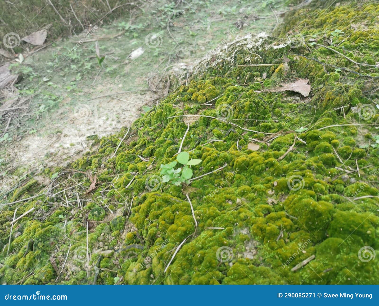Green Mossy and Algae Growing on the Soil Surface. Stock Image - Image ...