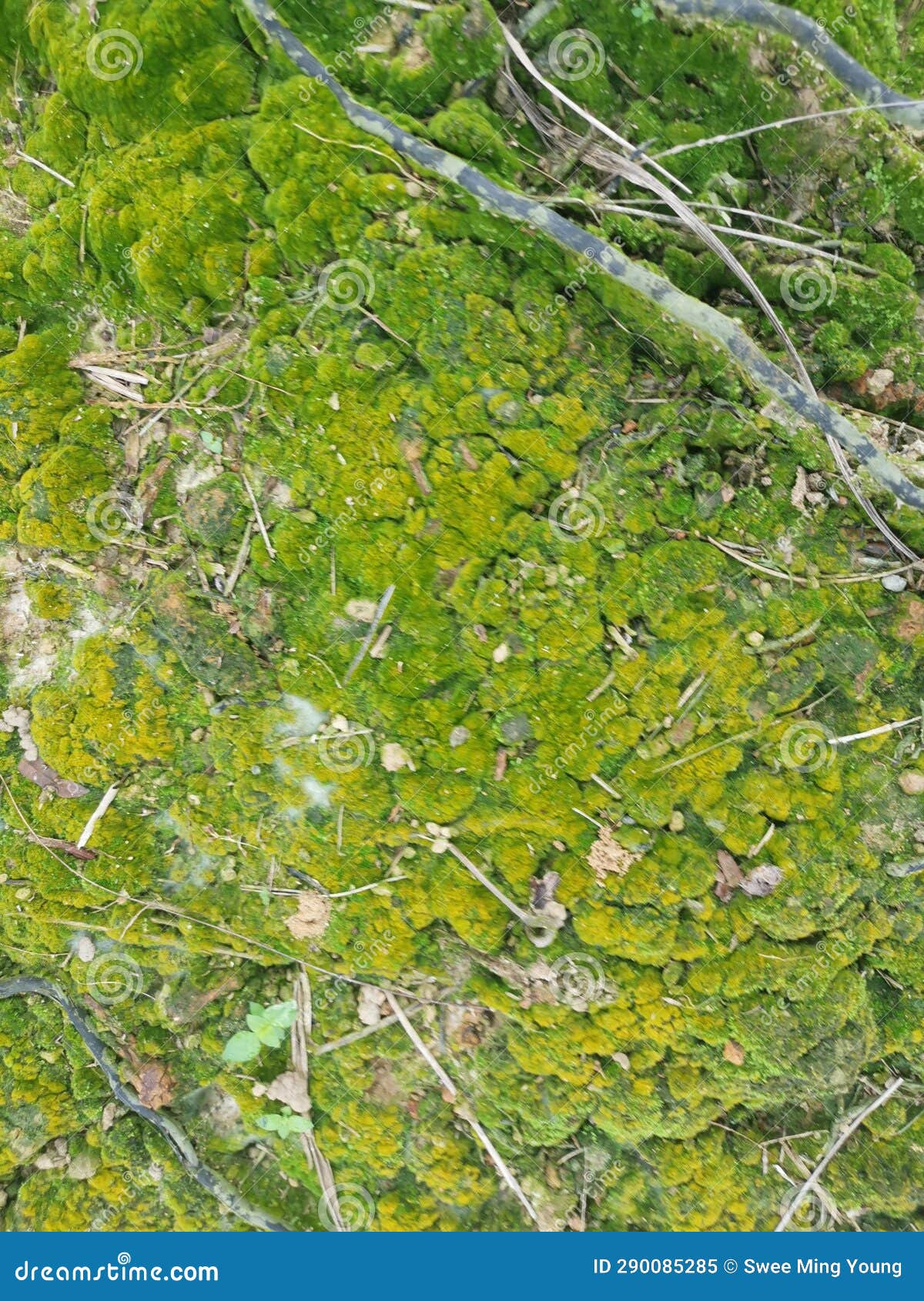 Green Mossy and Algae Growing on the Soil Surface. Stock Image - Image ...