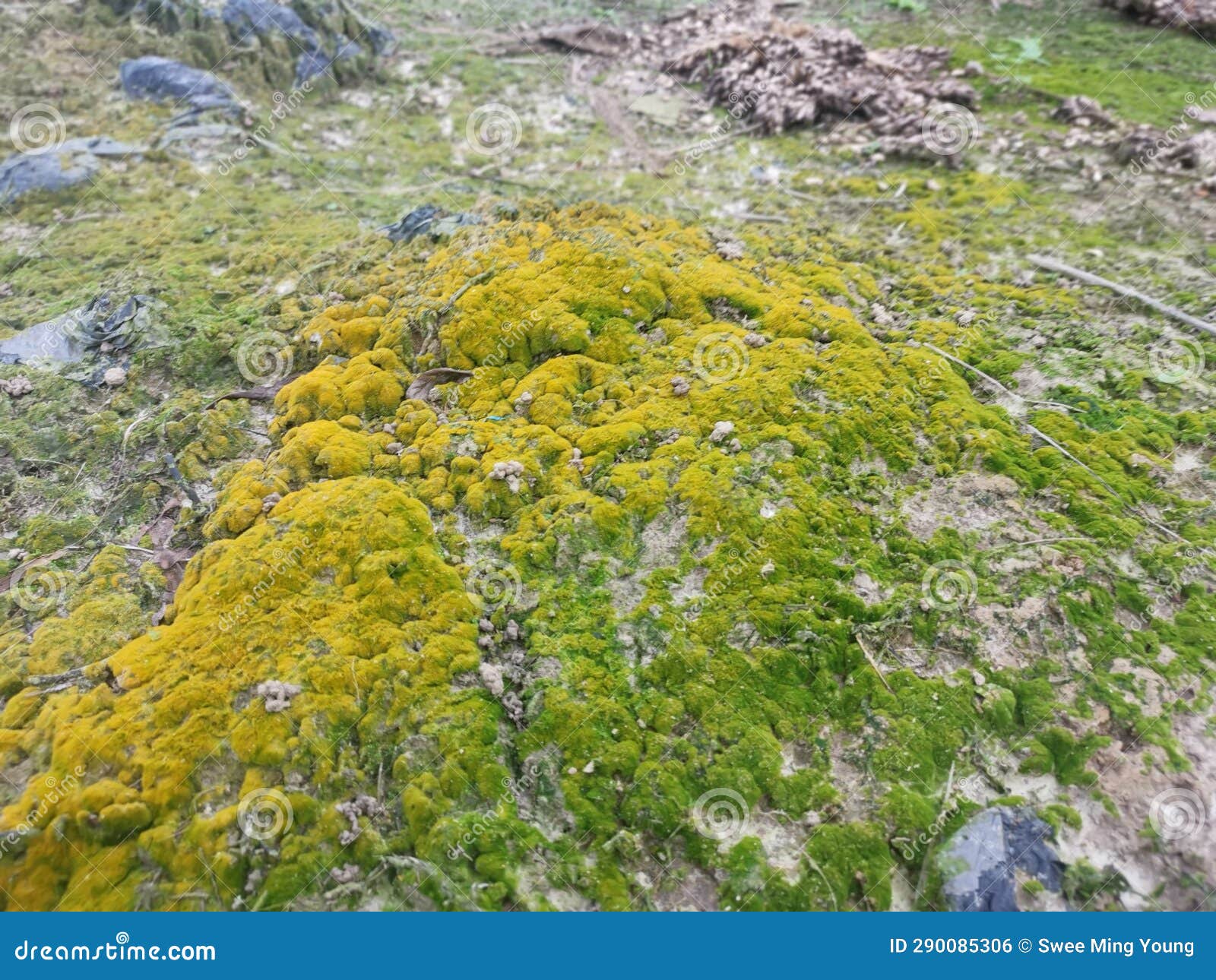 Green Mossy and Algae Growing on the Soil Surface. Stock Photo - Image ...