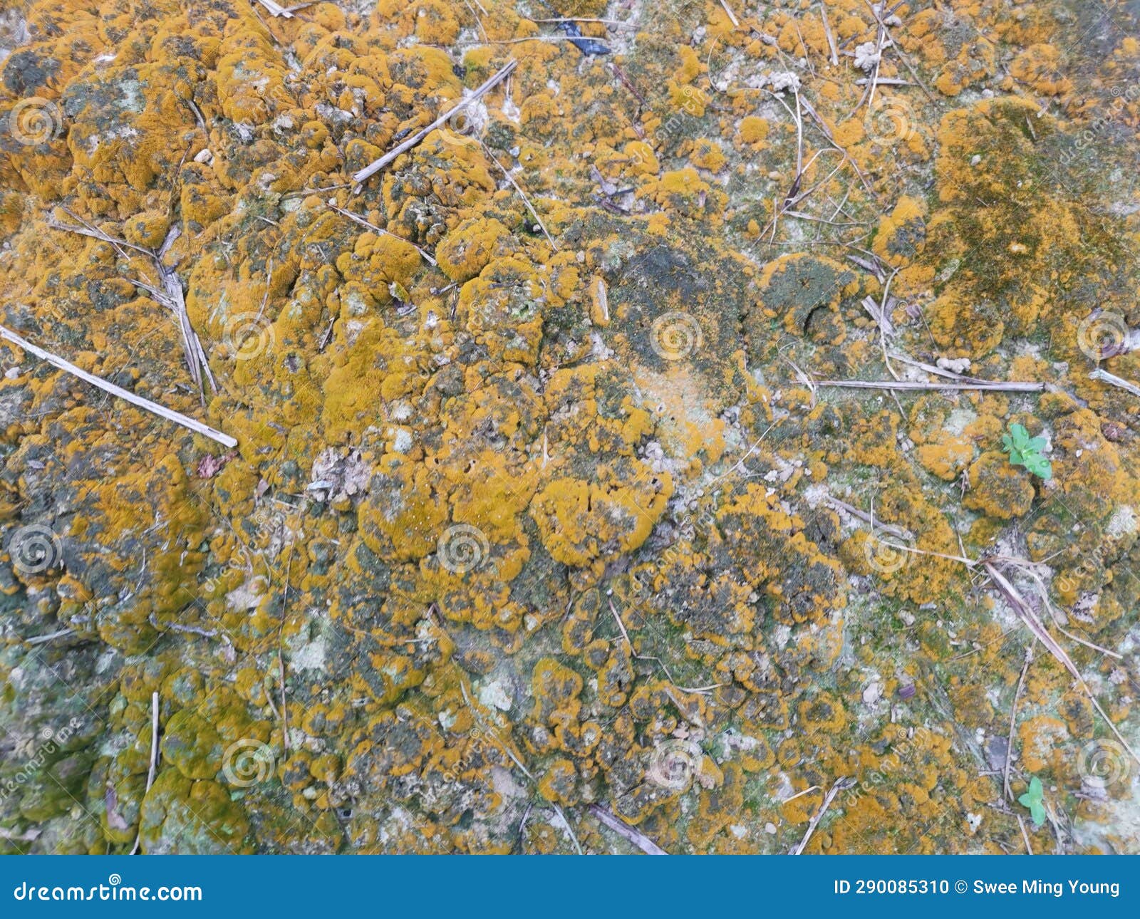 Green Mossy and Algae Growing on the Soil Surface. Stock Photo - Image ...