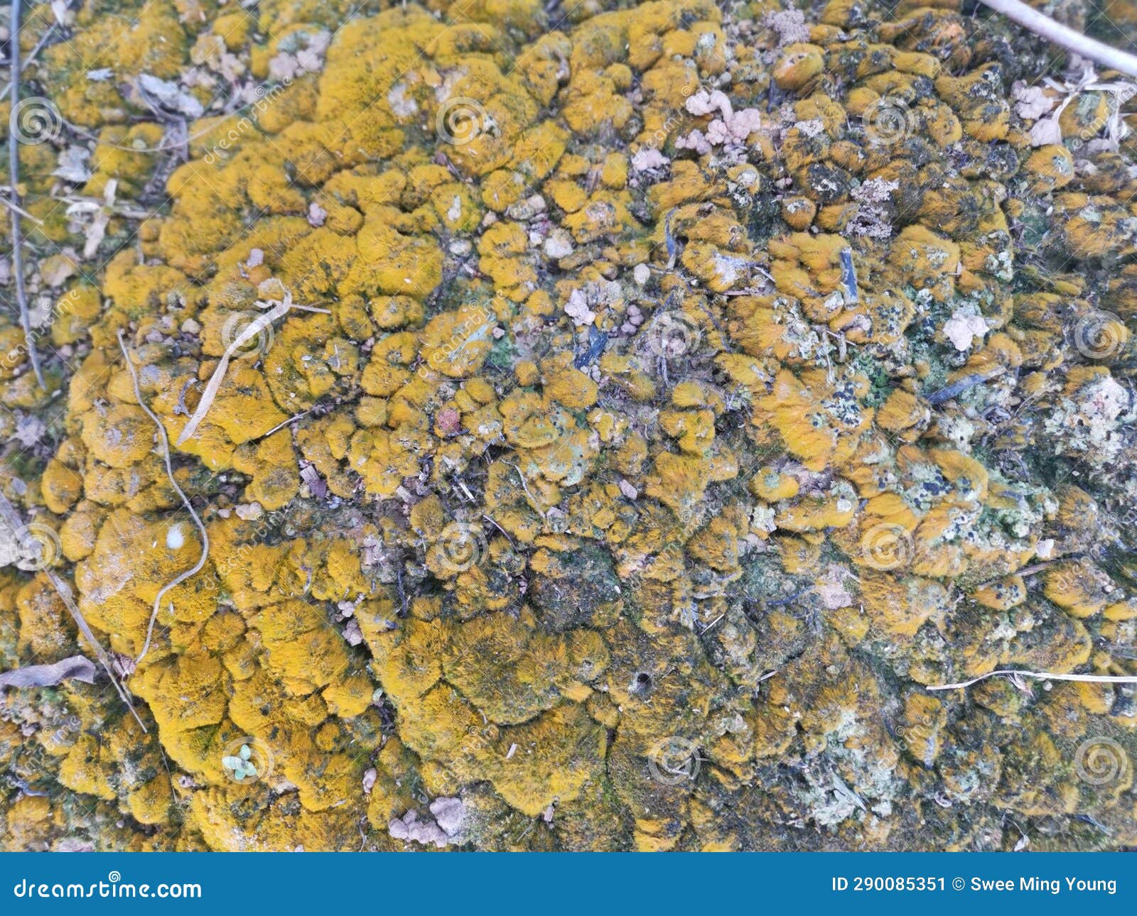 Green Mossy and Algae Growing on the Soil Surface. Stock Image - Image ...
