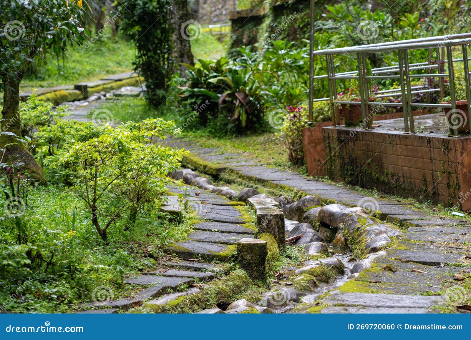 Green Mossy Path on Nature Landscape Stock Photo - Image of natural ...