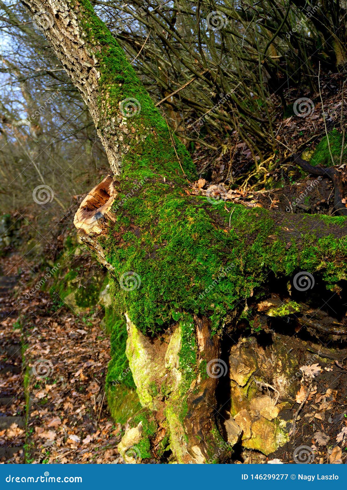 Green Mossy Tree in the Forest Stock Image - Image of beautiful ...