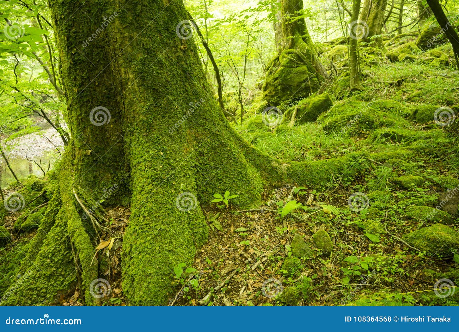 Green mossy tree root stock photo. Image of moss, mossy - 108364568