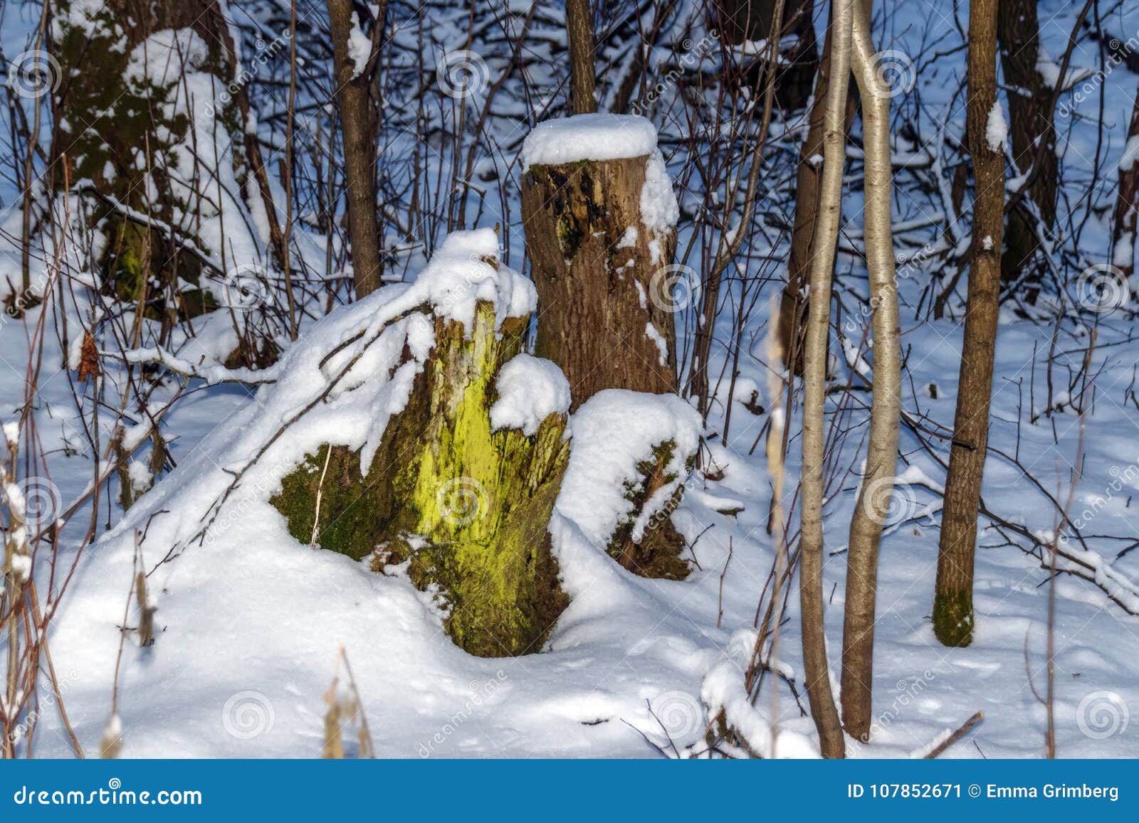 Green Mossy Tree Stump Covered with Snow Stock Image - Image of outdoor ...