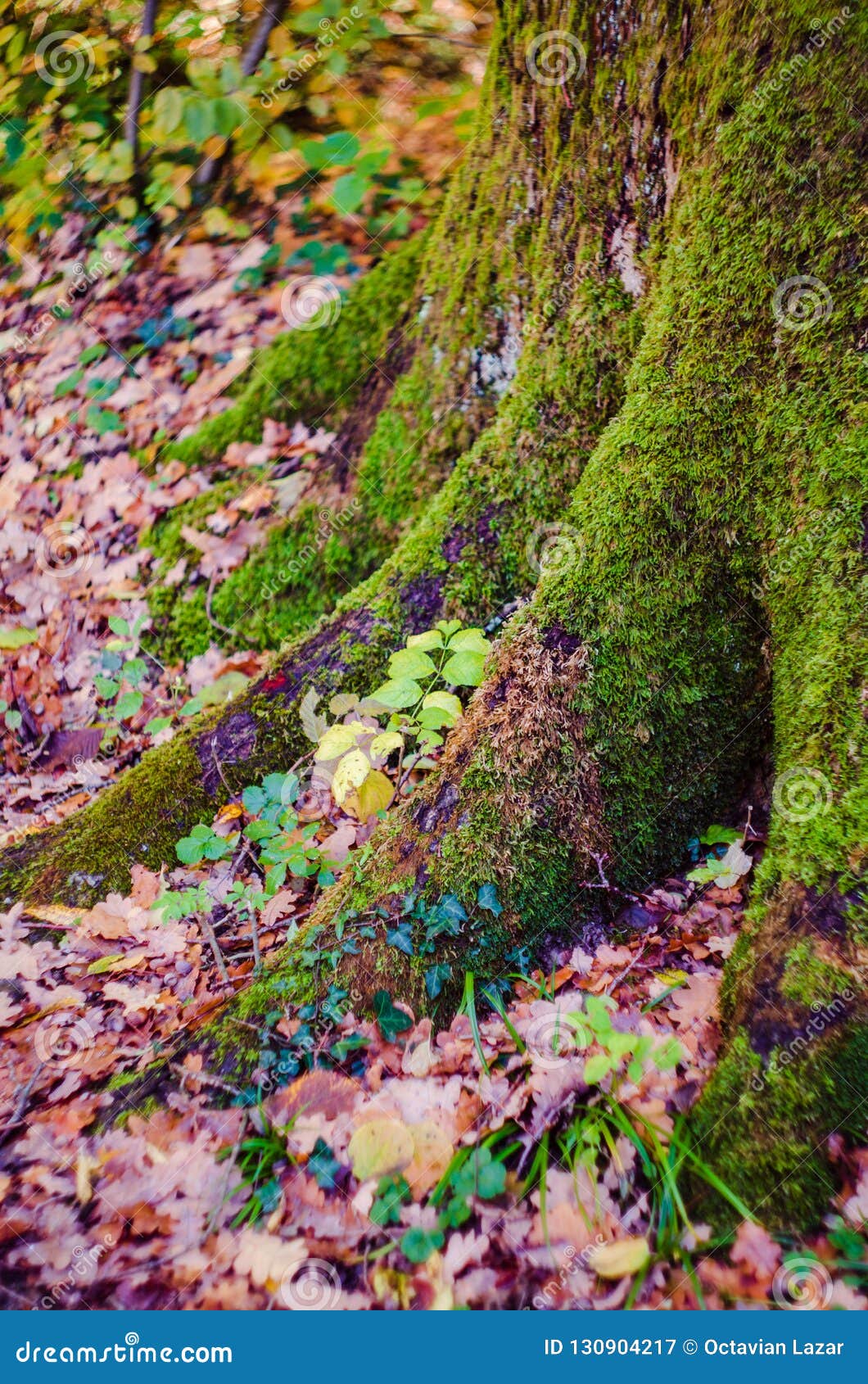 Green mossy tree trunk stock image. Image of lush, beautiful - 130904217
