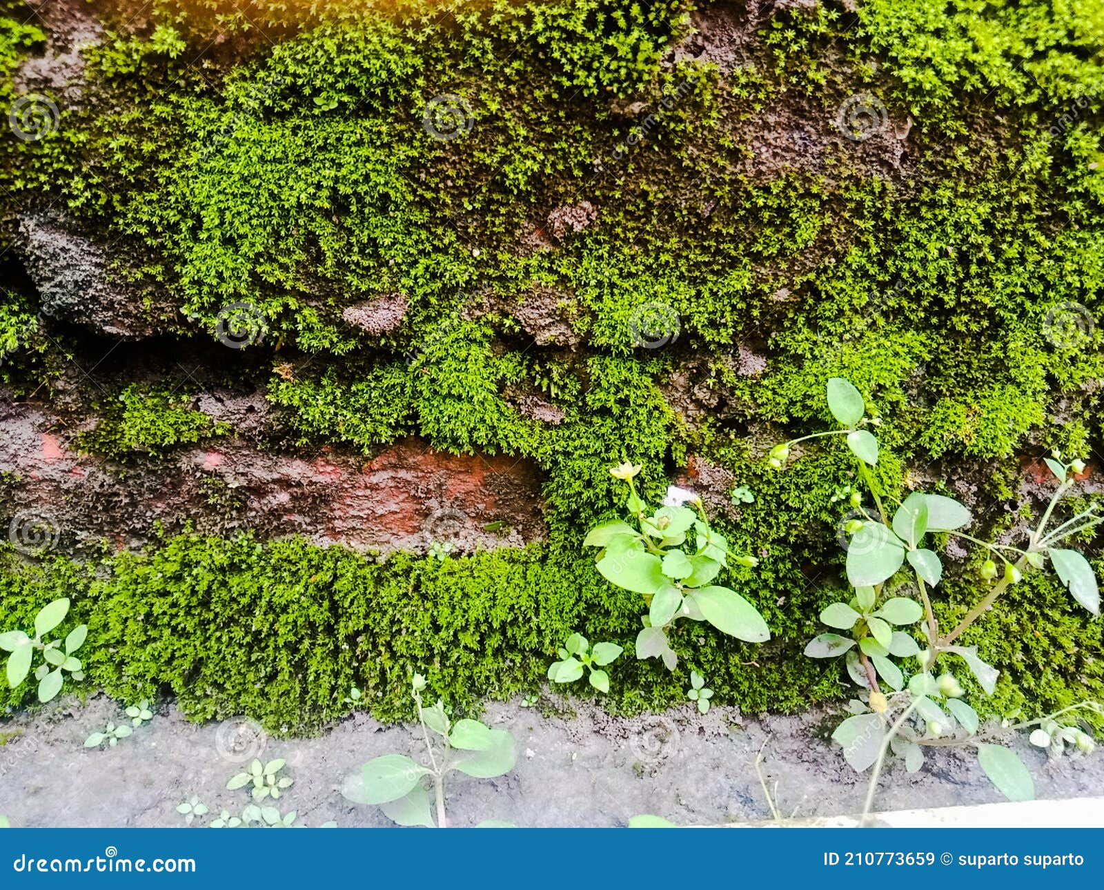 Green Mossy Walls. Background, Abstract, Wallpaper Stock Image - Image ...