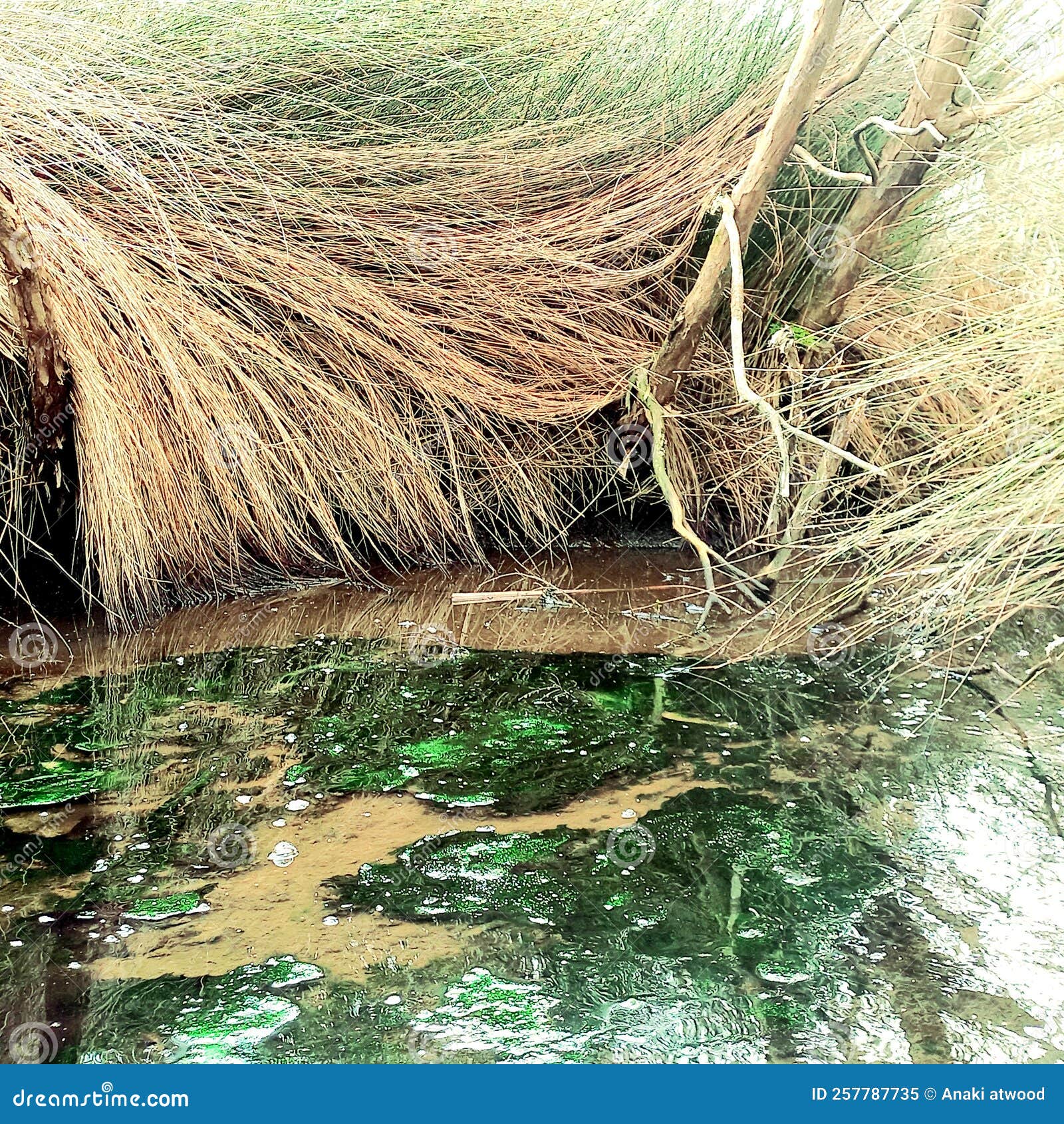 Green Mossy water stock image. Image of mossy, moss - 257787735