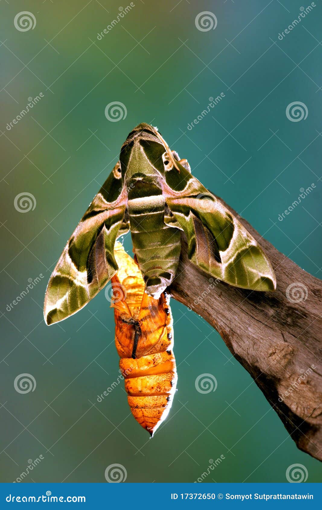 Green moth stock photo. Image of blur, butterfly, unique - 17372650