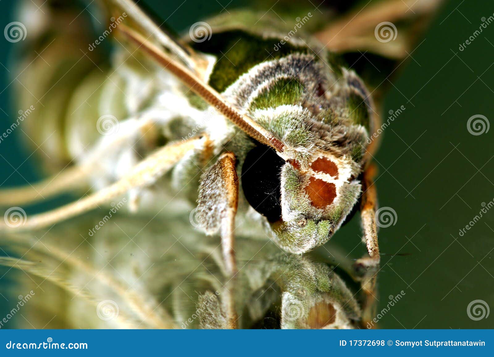 Green moth stock photo. Image of blur, unique, forest - 17372698