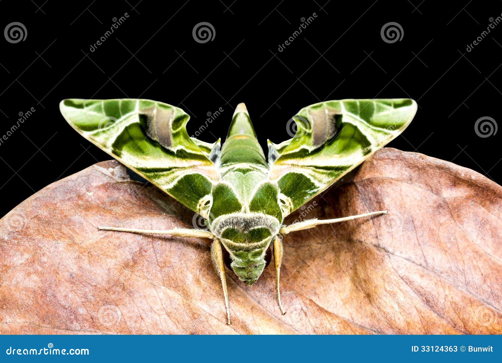Green moth is on dry leaf stock image. Image of emperor - 33124363