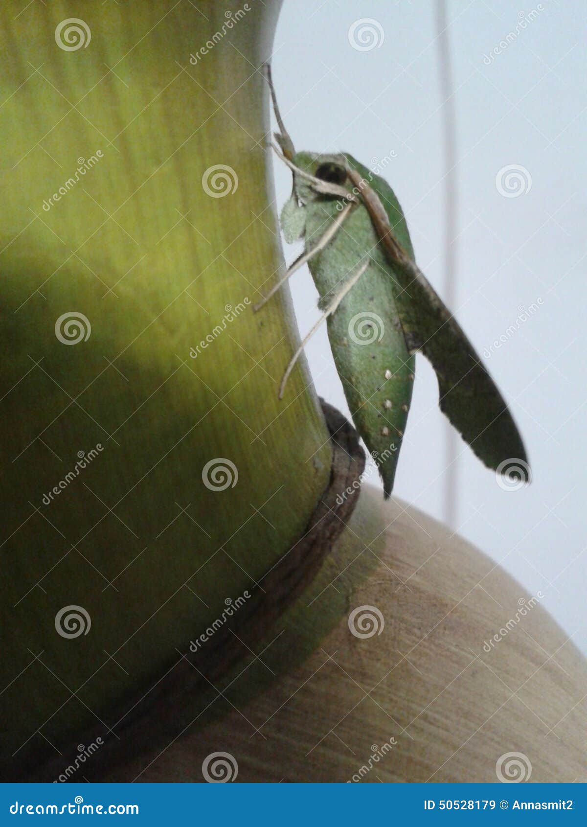 Green moth stock image. Image of green, insect, vase - 50528179
