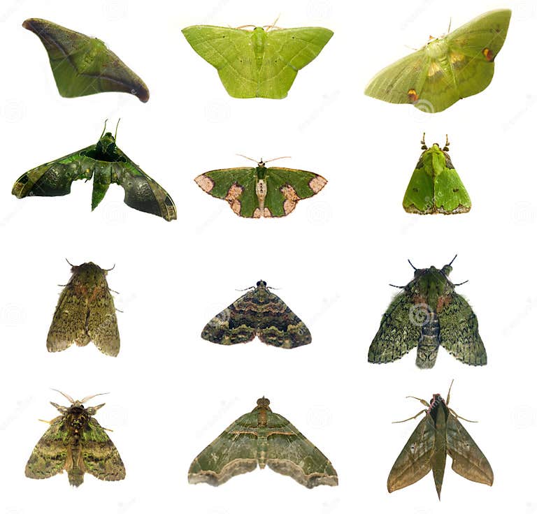Green moths stock photo. Image of white, shot, animal - 18872388