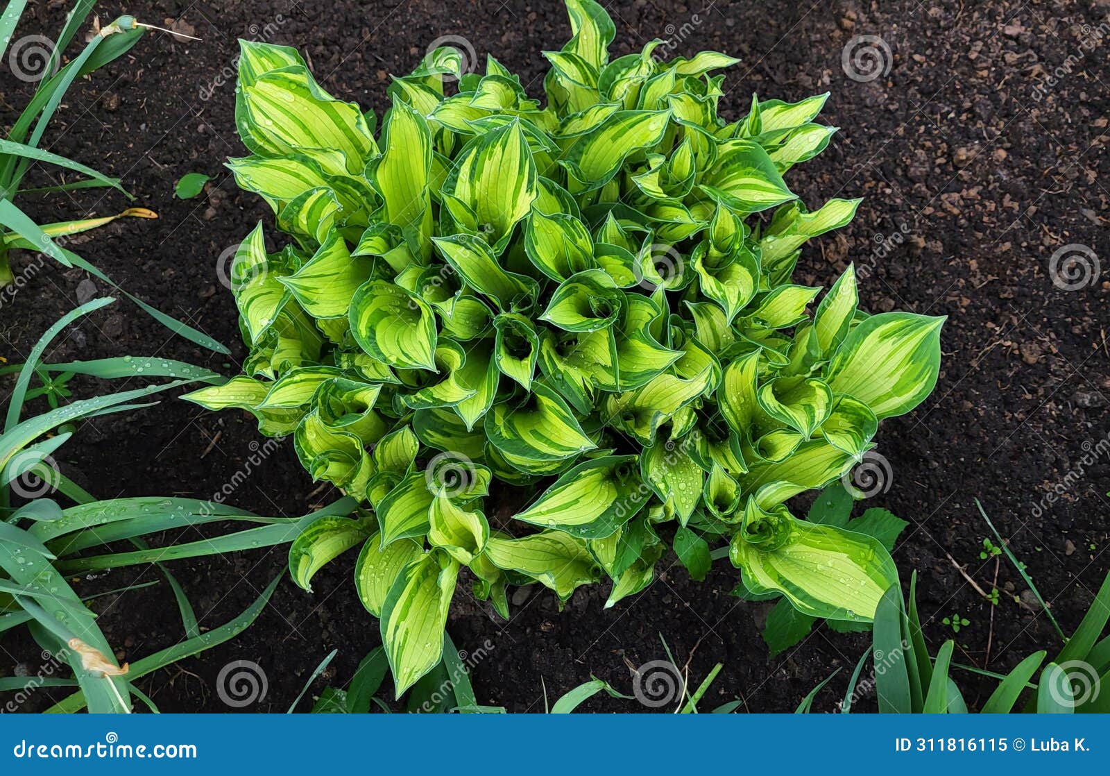 Raindrops On Hosta Leaves Royalty-Free Stock Photo | CartoonDealer.com ...