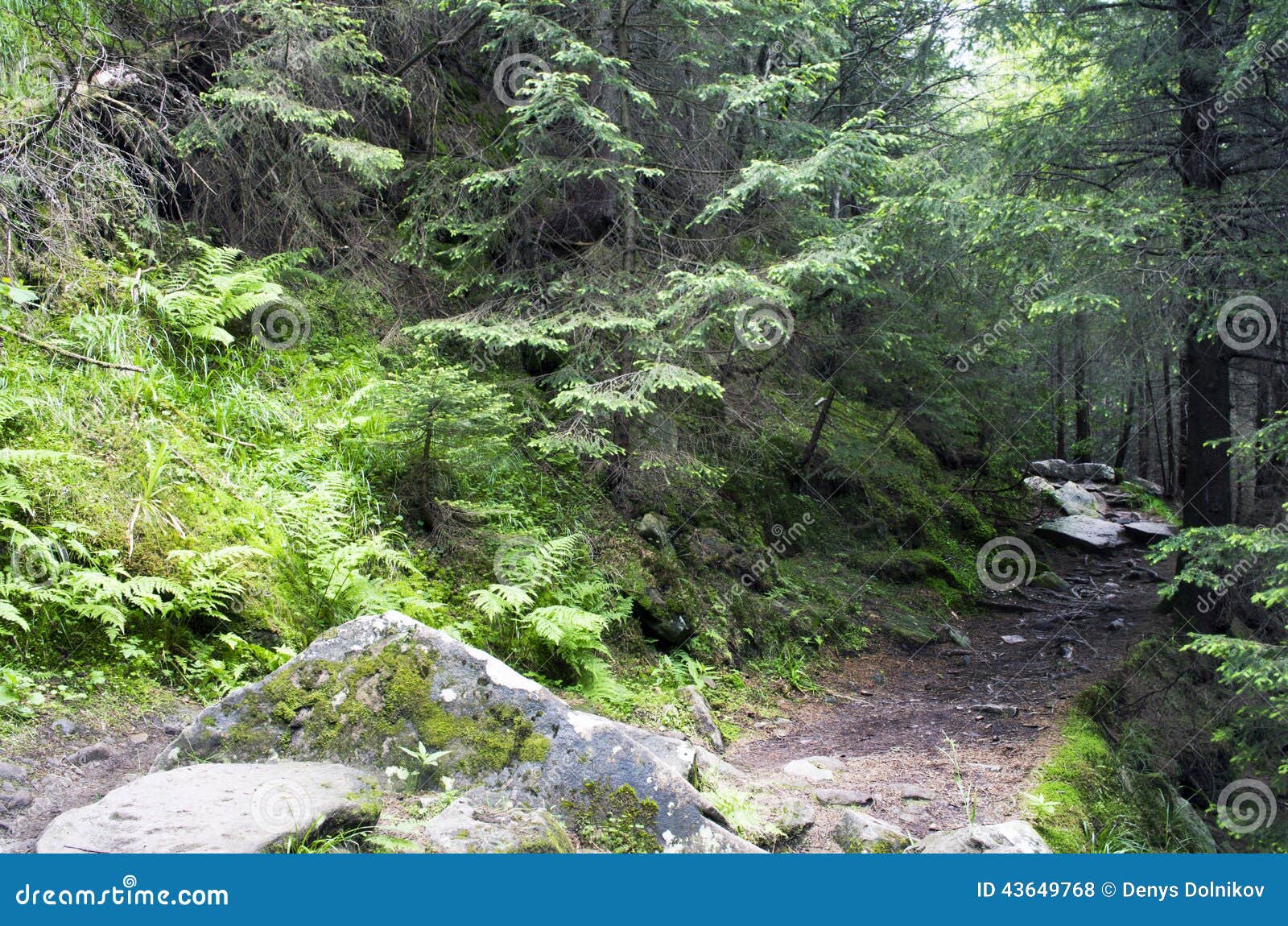 Green mountain forest stock photo. Image of footpath - 43649768