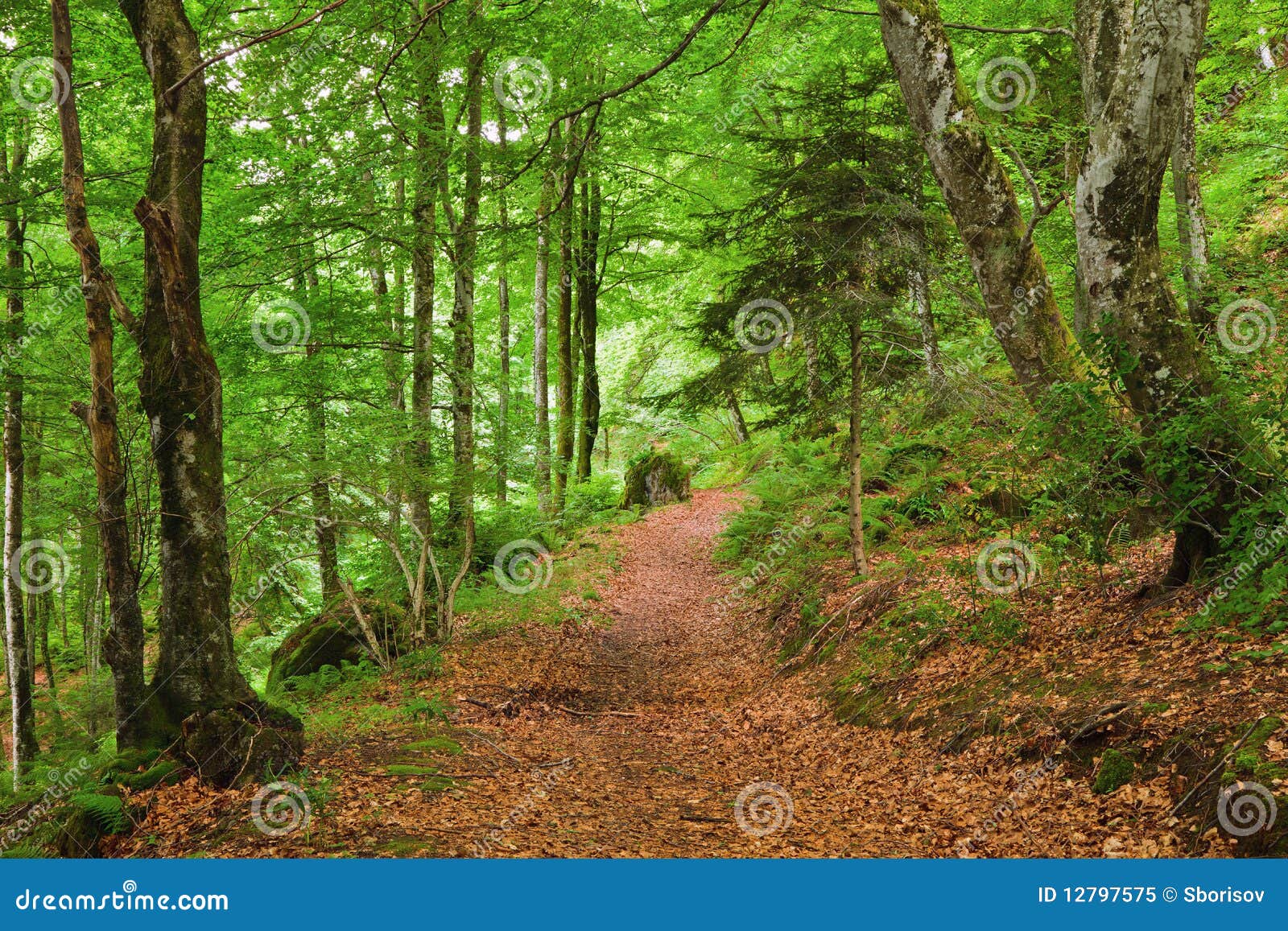 Green Mountain Forest in Pyrenees Stock Image - Image of flora, beauty ...