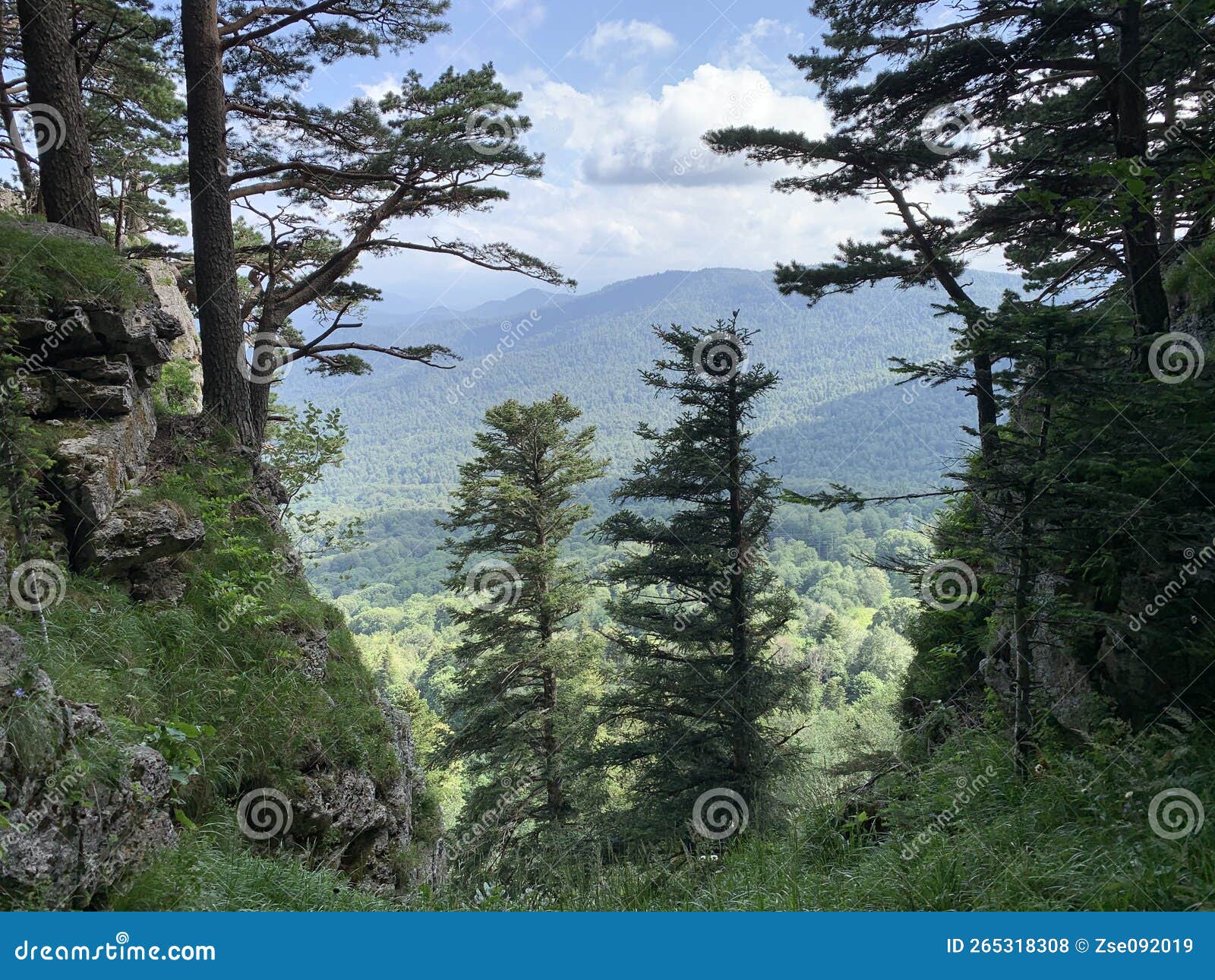 Green Mountain Forest. Summer in the Forest Stock Photo - Image of ...