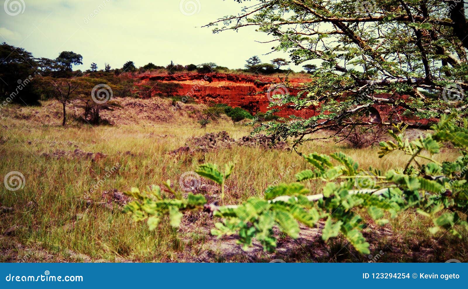 Green Mountain Mining Trees Grass Stock Photo - Image of grass, mining ...