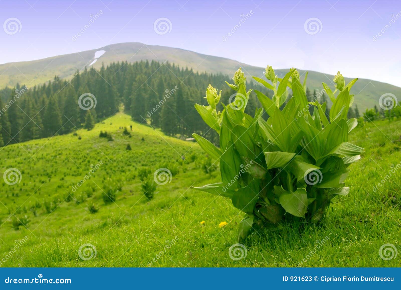 Green mountains stock image. Image of nature, outdoor, environment - 921623