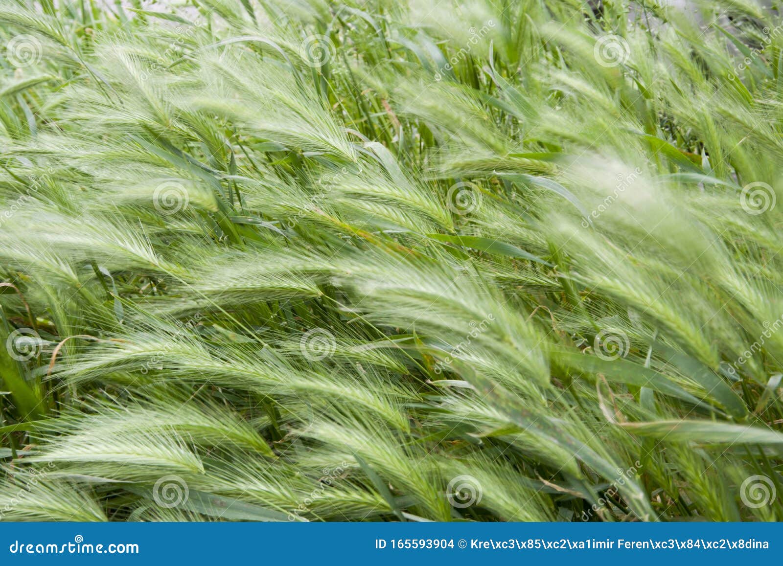 Green Mouse Barley Under the Gust of Wind Stock Photo - Image of meadow ...