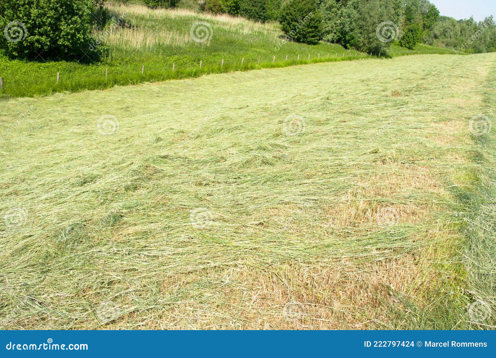 Green mowed grass field stock photo. Image of texture - 222797424