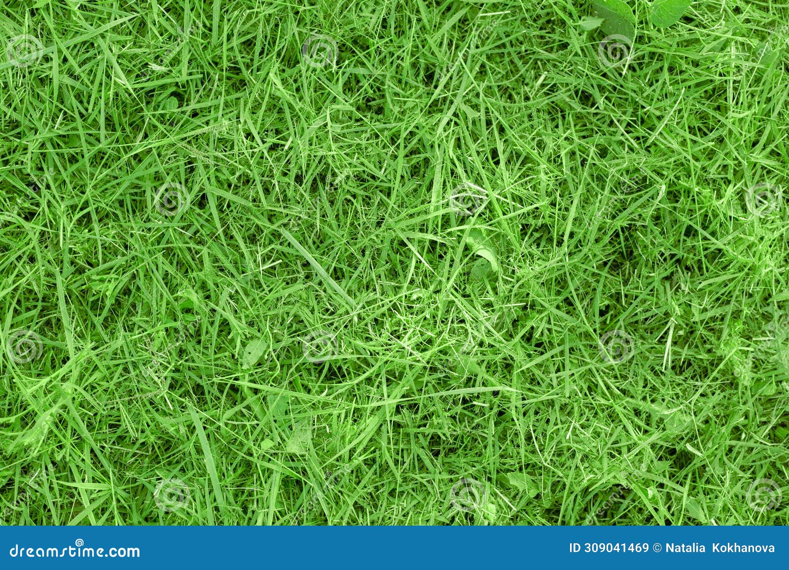 Green Mown Grass on a Rural Field. Background, Texture Stock Image ...