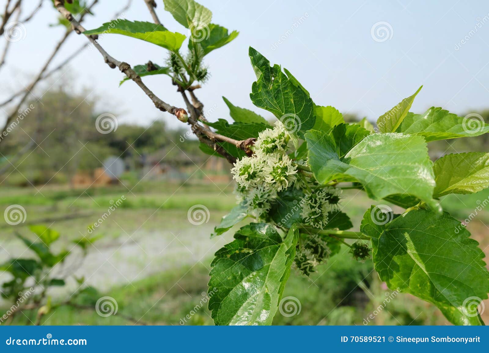 Green mulberry fruit stock image. Image of background - 70589521