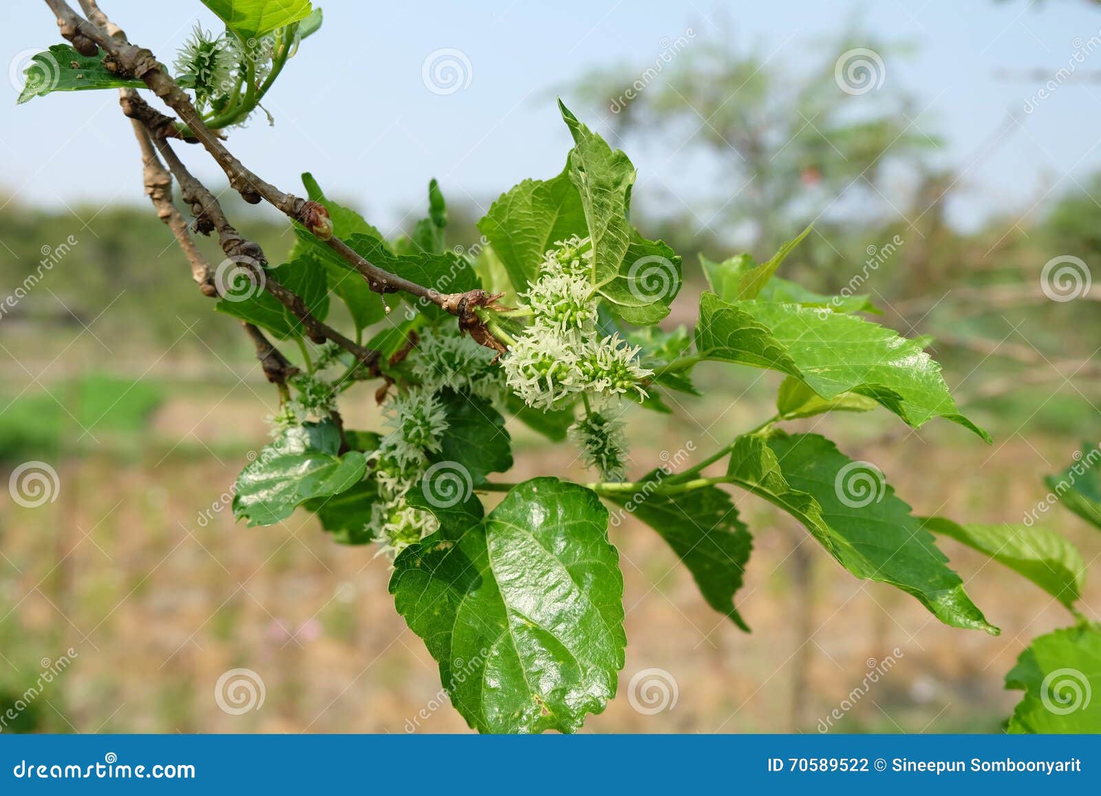Green mulberry fruit stock photo. Image of leaves, outdoor - 70589522