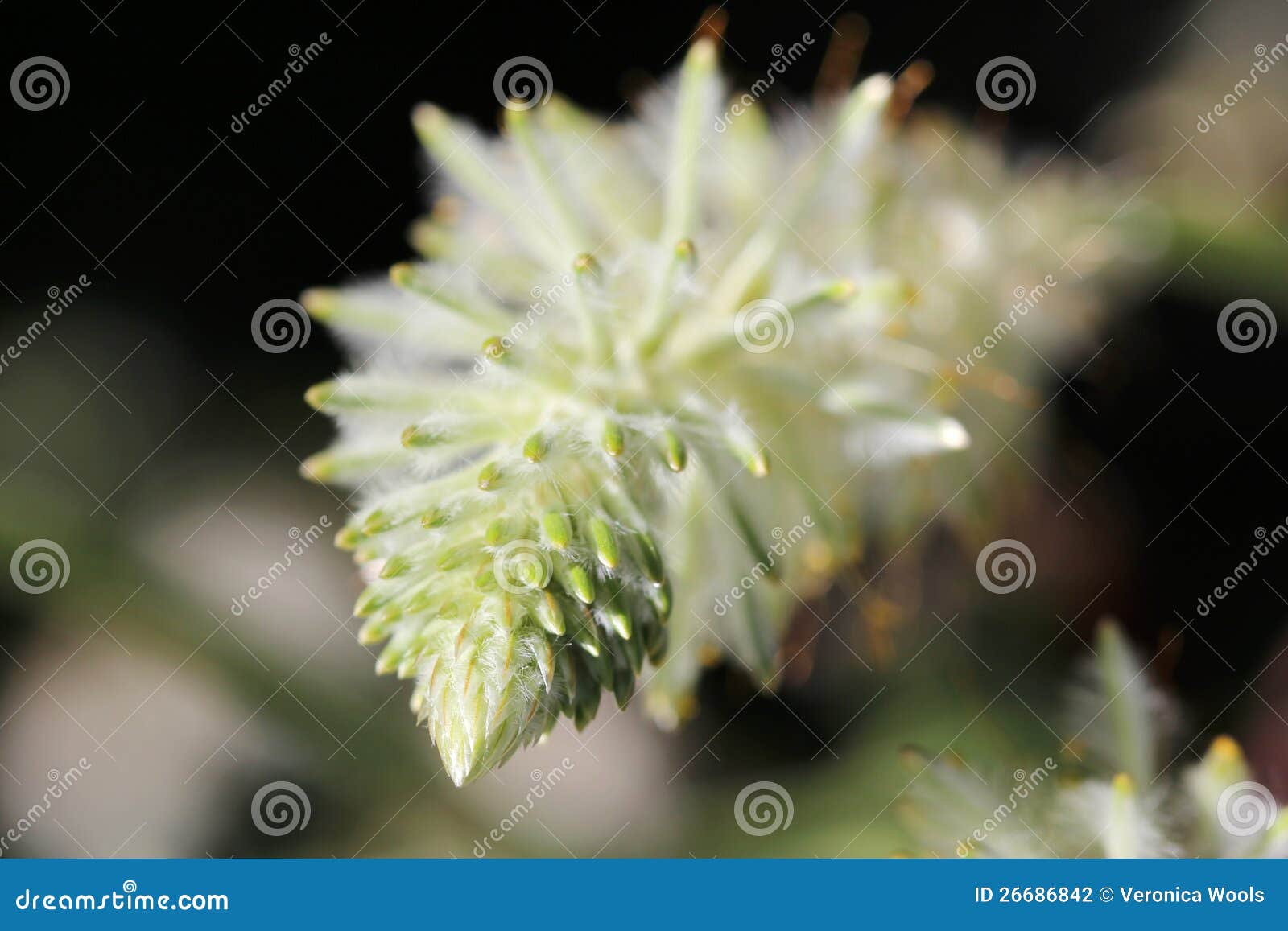 Green Mulla Mulla Wildflower Stock Photo - Image of furry, beauty: 26686842
