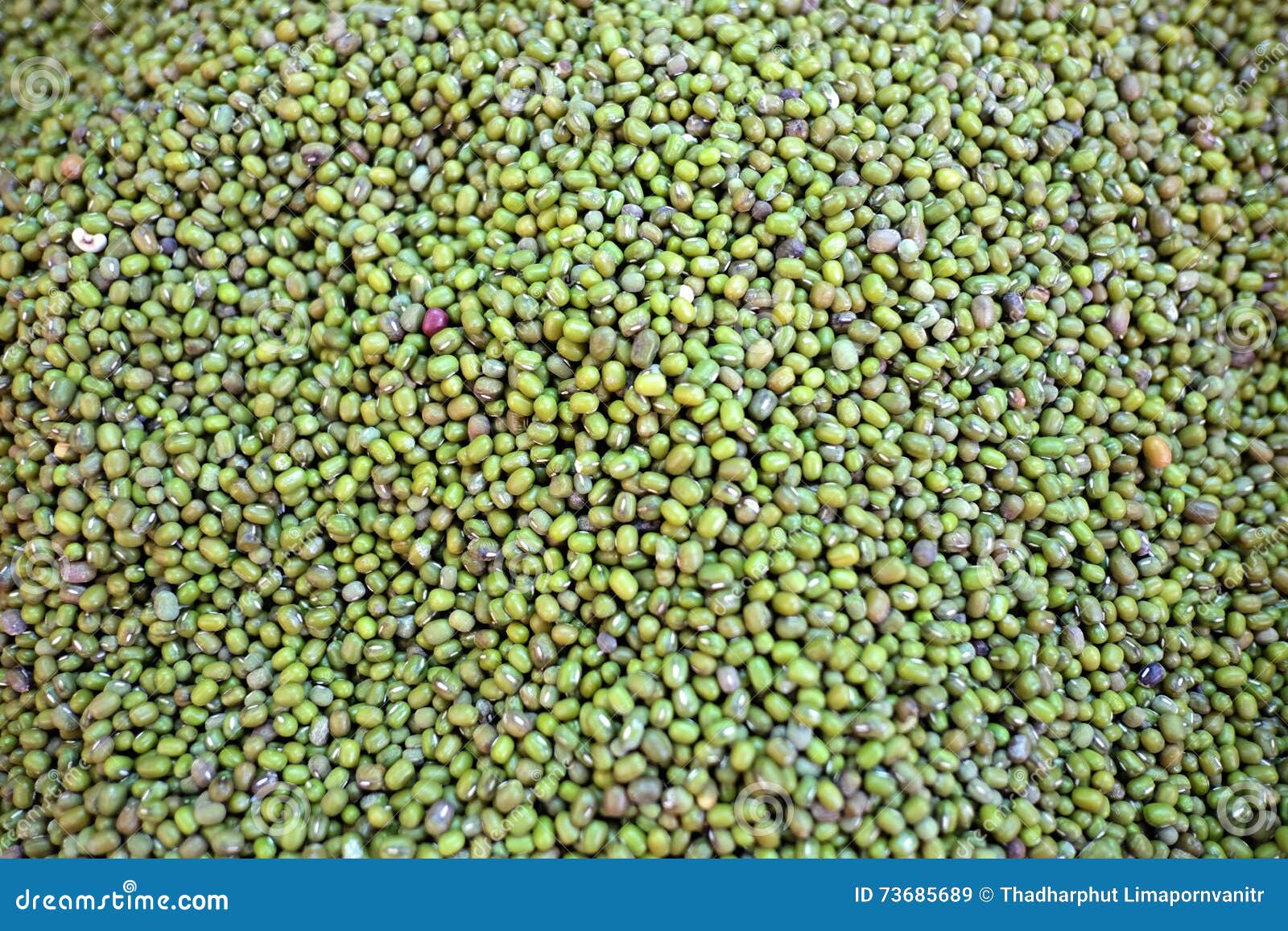 GREEN MUNG BEAN stock image. Image of spice, sprout, asian - 73685689
