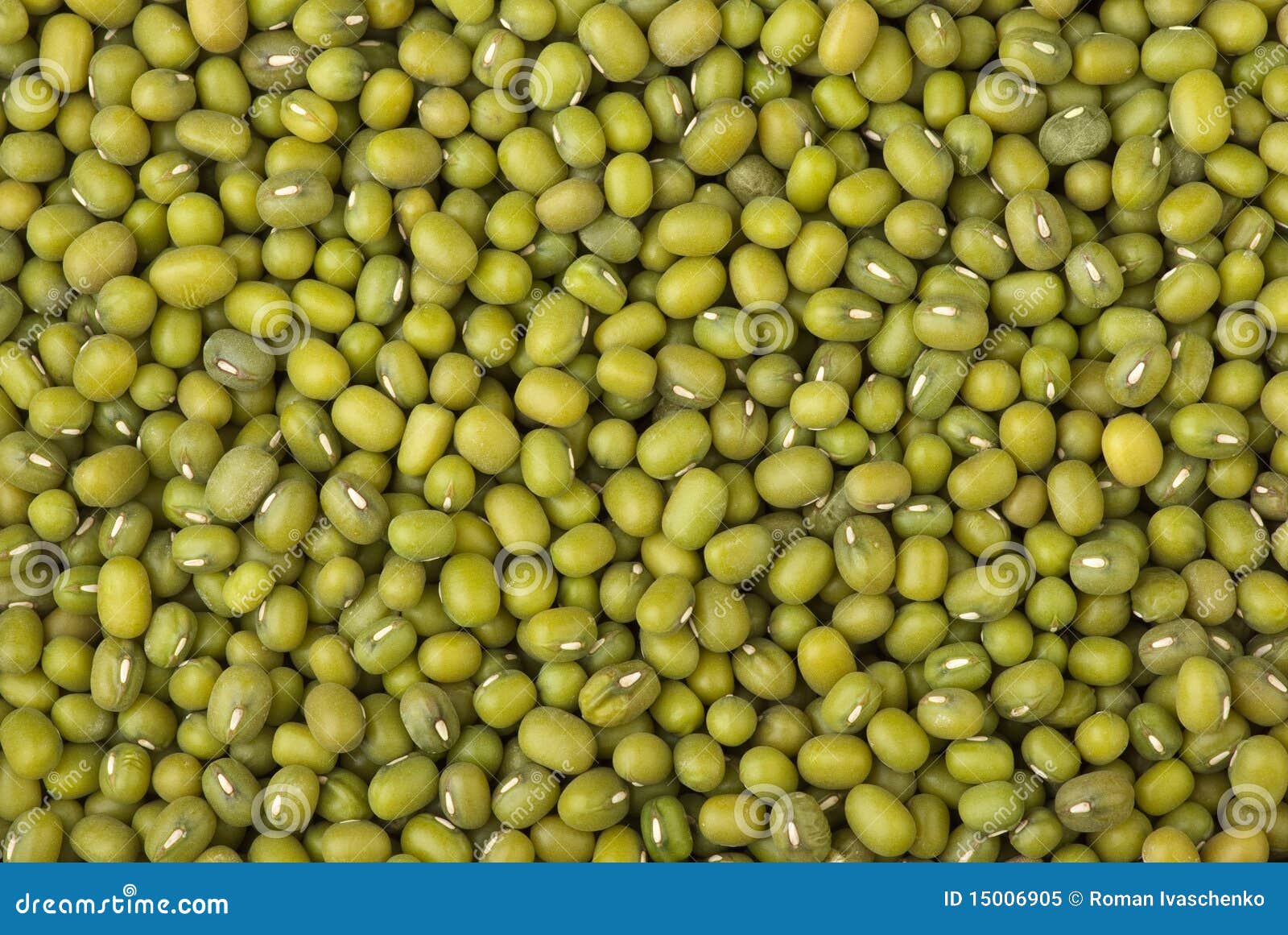 Green Mung Bean Crop Close Up In Agriculture Field, Mung Bean Green ...