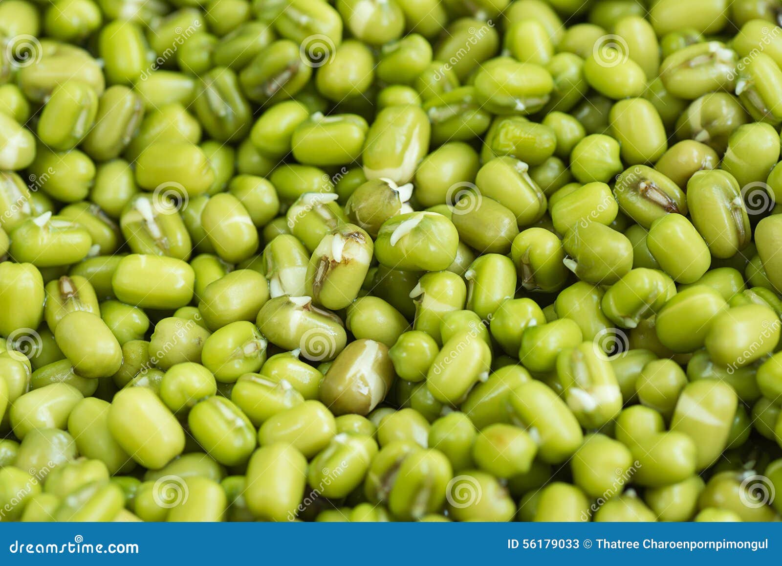 Green Mung Beans Stack after Soaked in Water. Stock Image - Image of ...