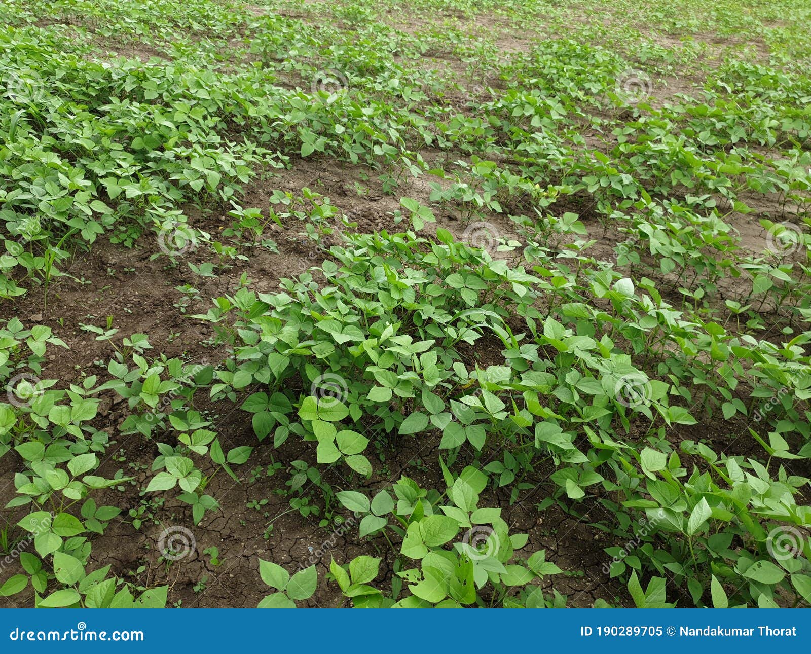 Green Mung Crop in the Field Stock Image - Image of garden, produce ...