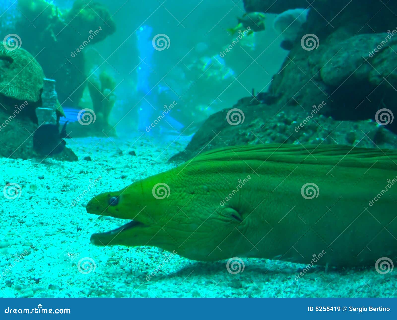 Green murena (moray) stock image. Image of monstrous, diving - 8258419