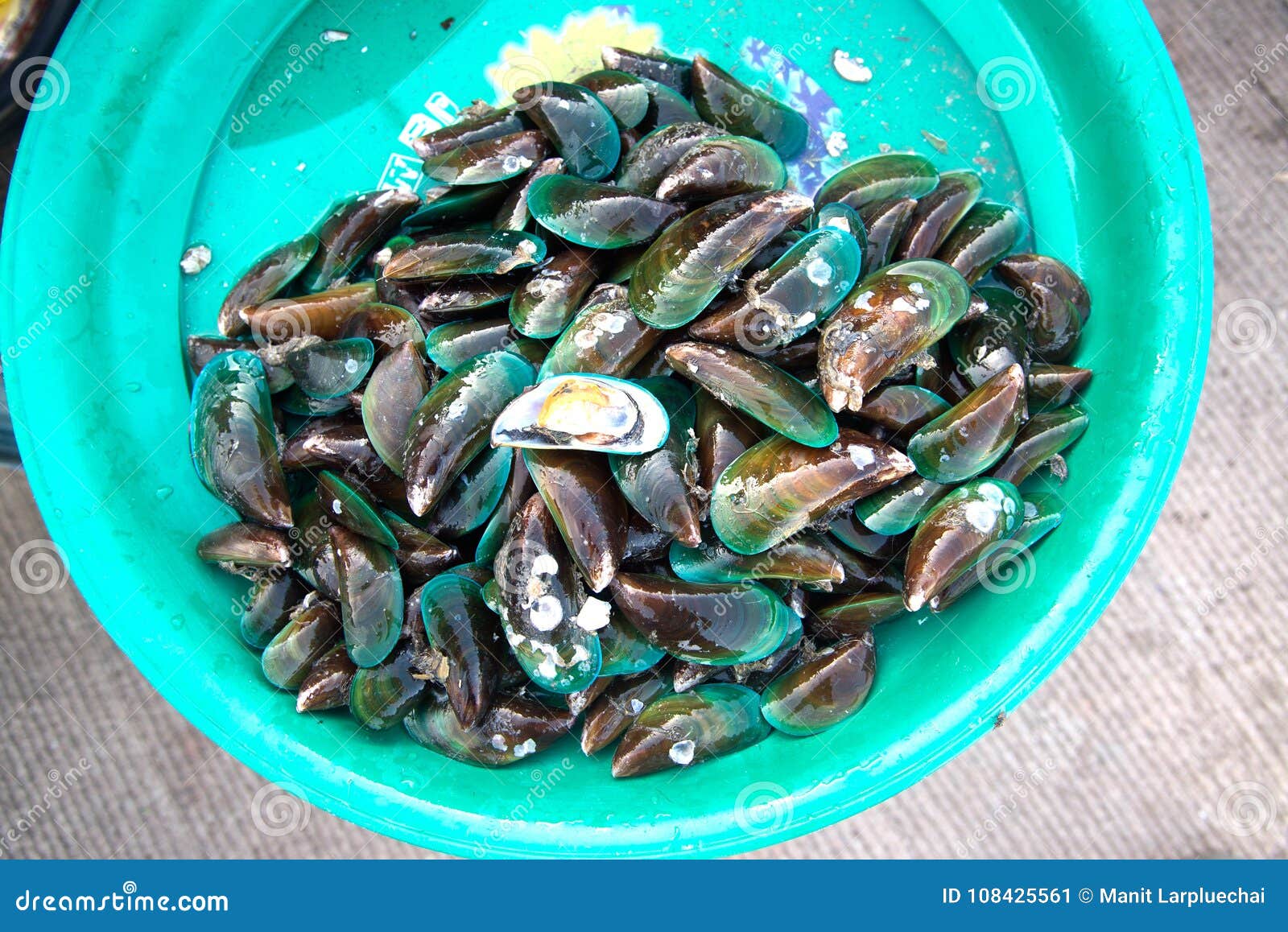 Green Mussel Perna Viridis in Plastic Salver. Stock Image - Image of ...