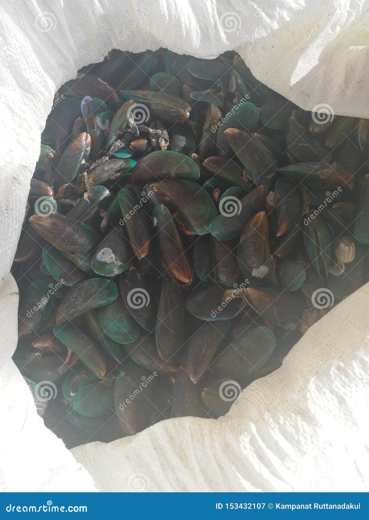 Green Mussel in Plastic Bags Stock Image - Image of mussel, small ...