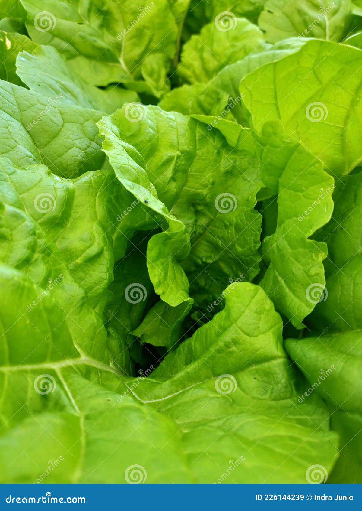 Green mustard vegetable stock image. Image of herb, vegetable - 226144239
