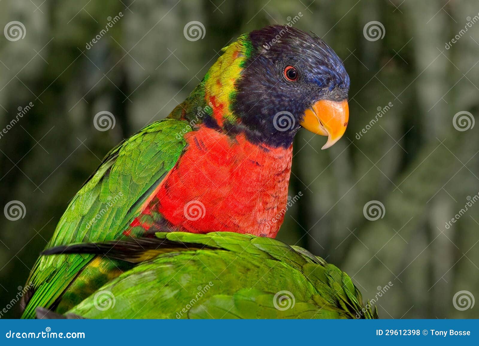 Green-Naped Lorikeet stock photo. Image of lorikeets - 29612398